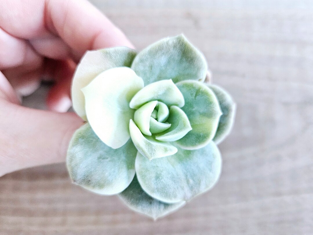 Graptoveria Lovely Rose Variegated Mini Rosette Ultra Rare Succulents ...