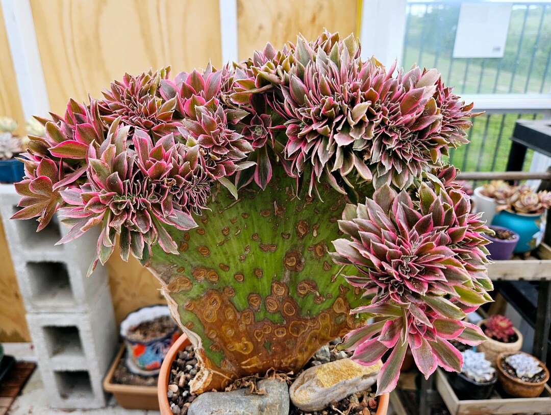 Exact Plant Aeonium Goddess Variegated Large Crest Ultra Rare Imported ...