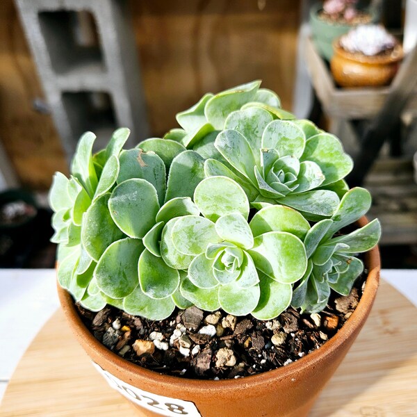Mountain Rose Succulent Plant - Etsy