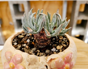 Imported Rare Big Dudleya Edulis Succulent From Korea - Etsy