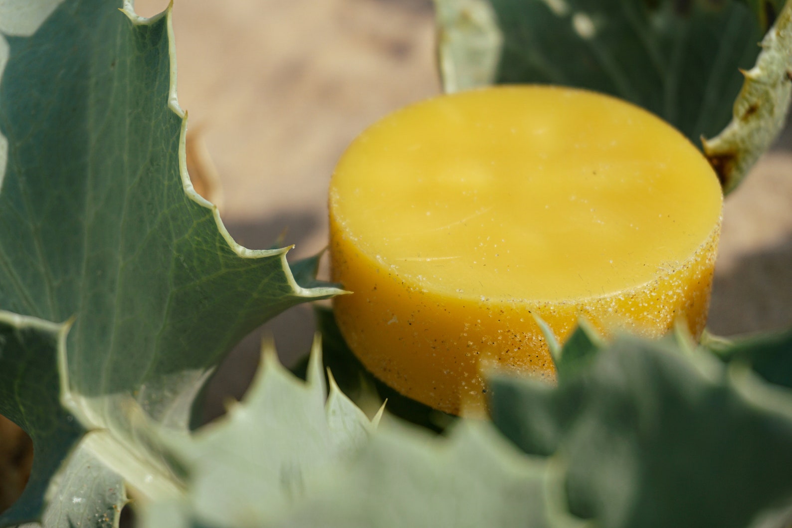 Cold Water Surf Wax All Natural With Portuguese Ingredients - Etsy