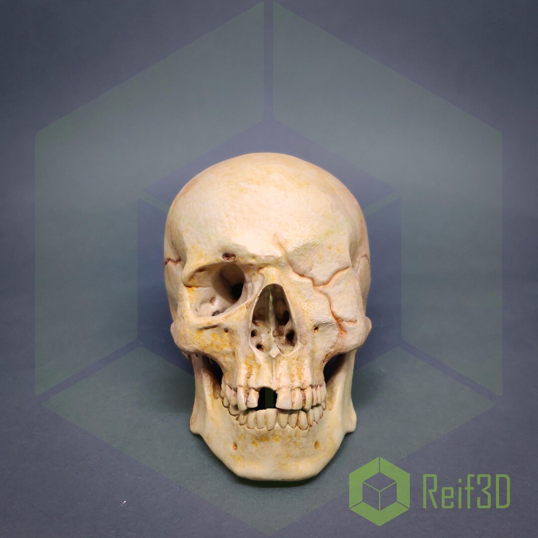 One-eyed Skull Prop - Handmade and Hand-painted Gift - Etsy