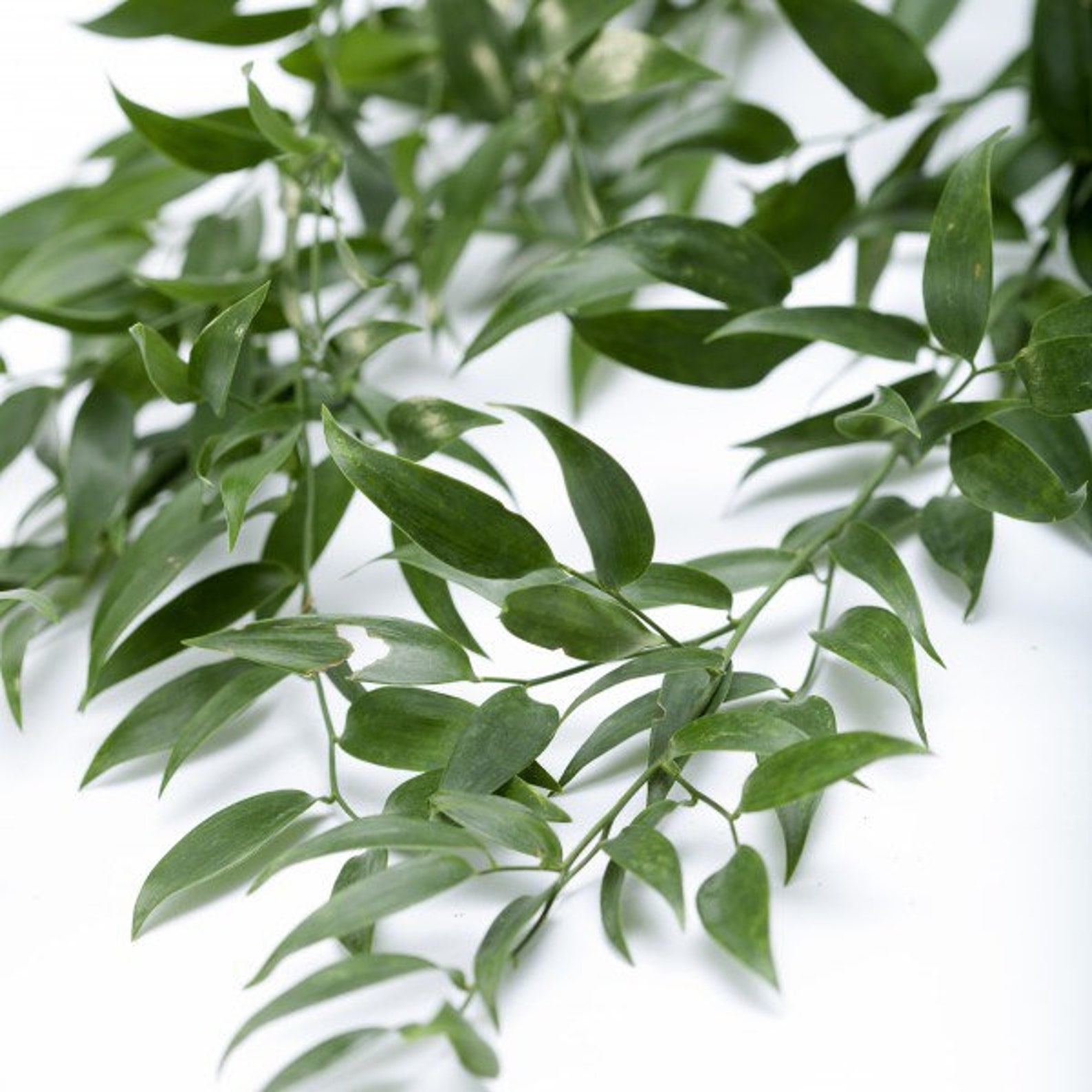 Fresh Italian Ruscus Greenery, California Grown - Etsy