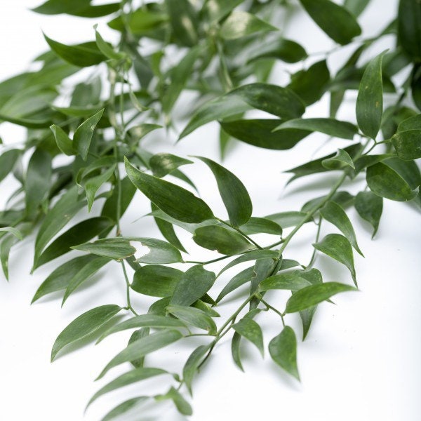 Fresh Italian Ruscus Greenery, California Grown - Etsy