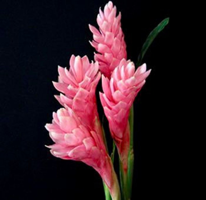 Ginger Tropical Flower - Etsy