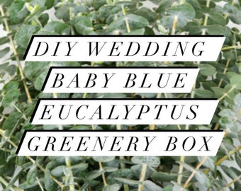 Fresh Mixed Eucalyptus Greenery Box California Grown | Etsy