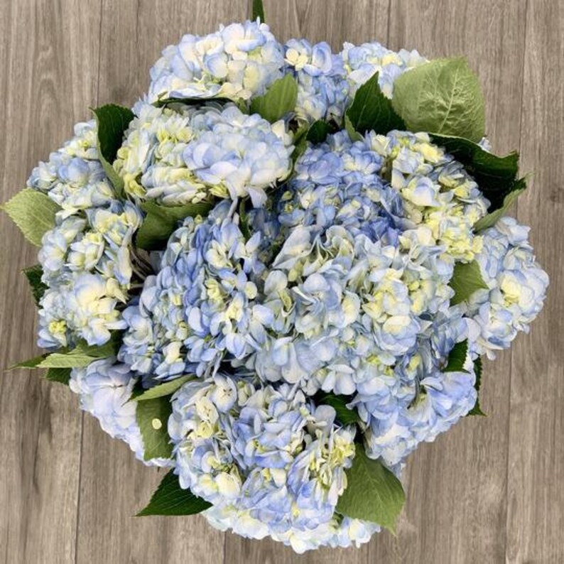 Blue Hydrangea Bulk Box, 50 Stems, Flowers, DIY Wedding, Event, Shower ...