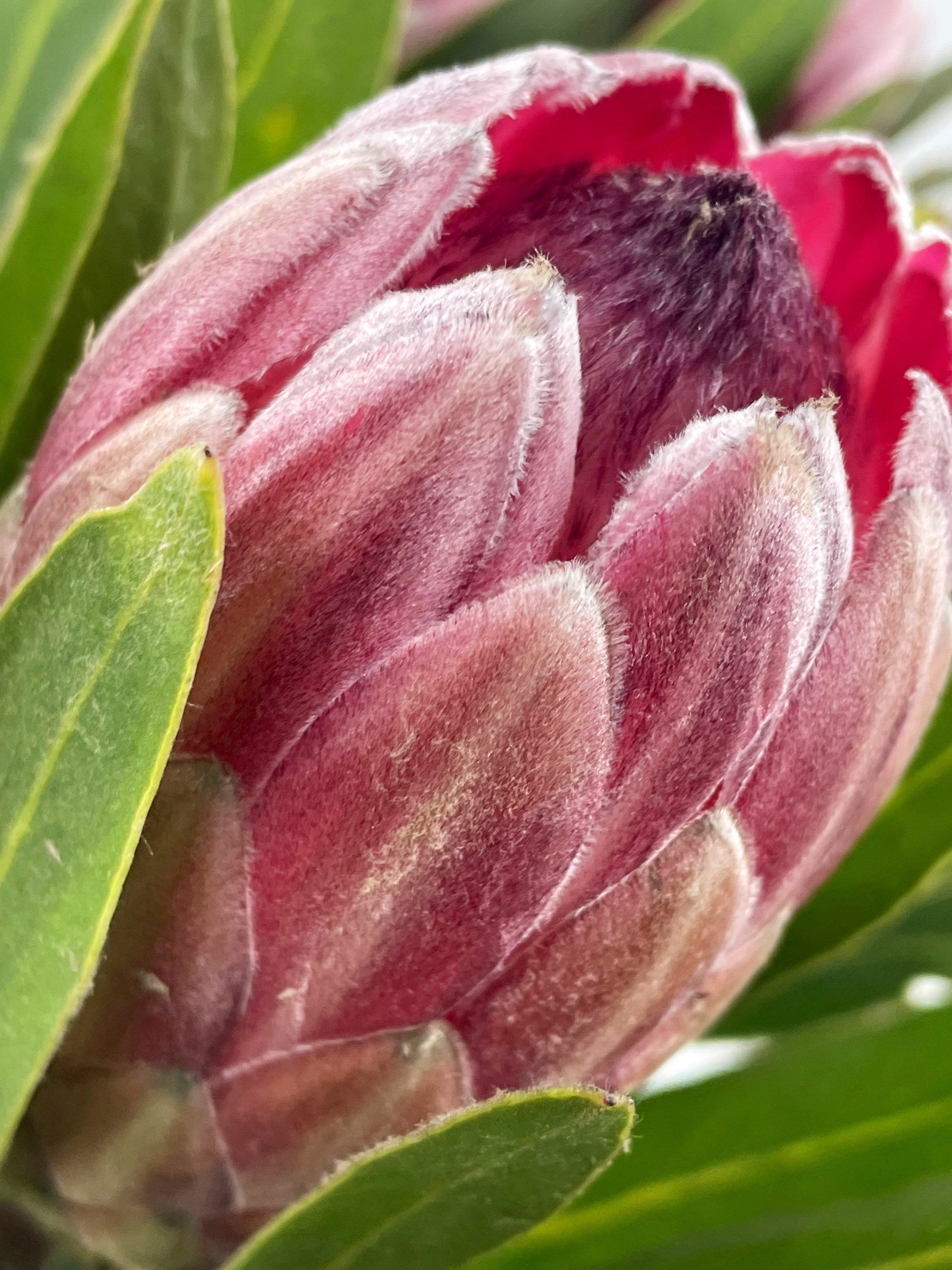 Fresh Queen Protea Flower, California Grown - Etsy