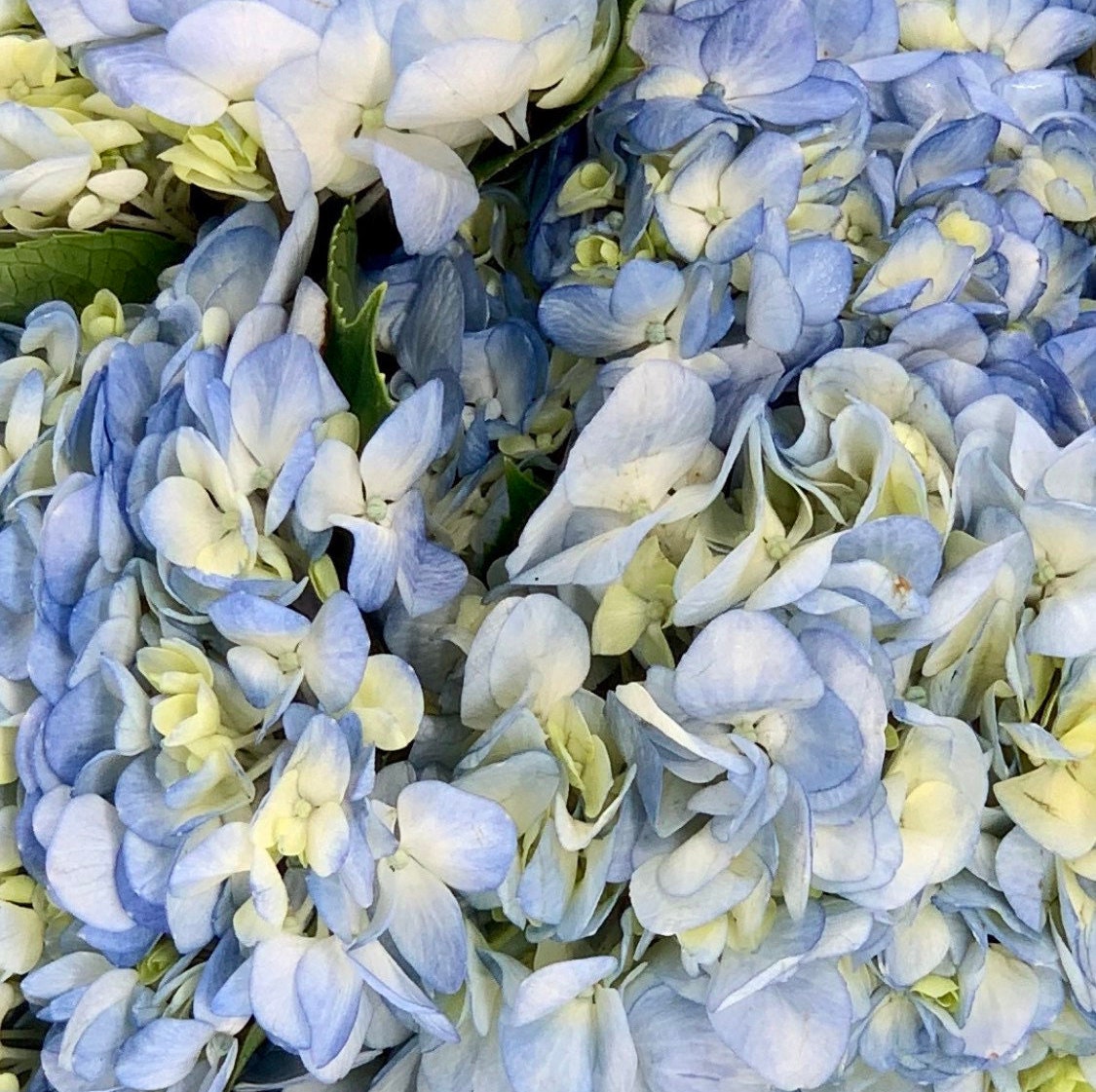 Blue Hydrangea Bulk Box, 50 Stems, Flowers, DIY Wedding, Event, Shower ...