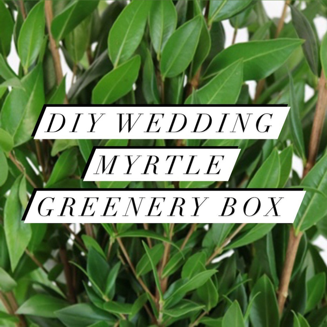 Fresh Myrtle Greenery, Overnight Shipping - Etsy