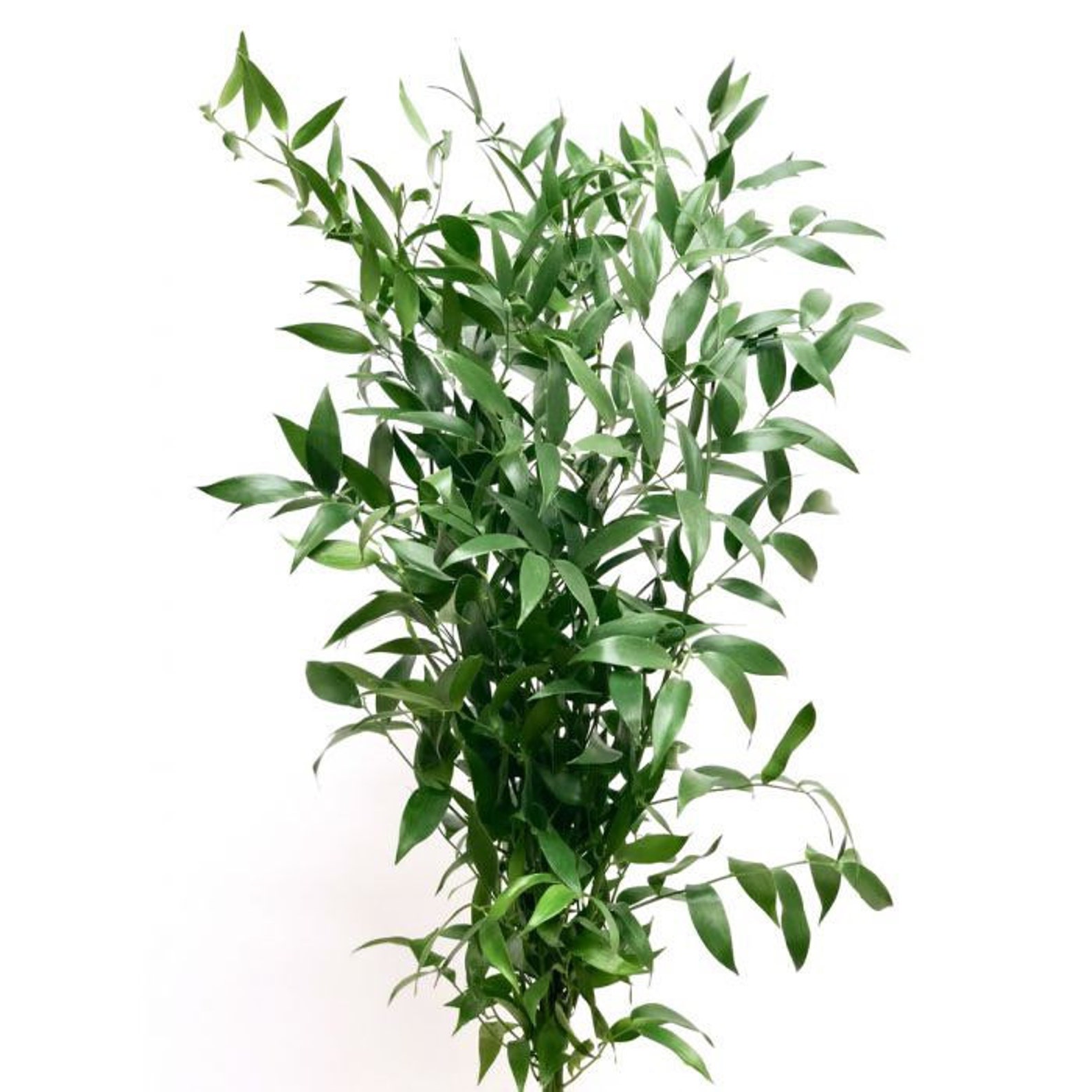 Fresh Italian Ruscus Greenery, California Grown - Etsy