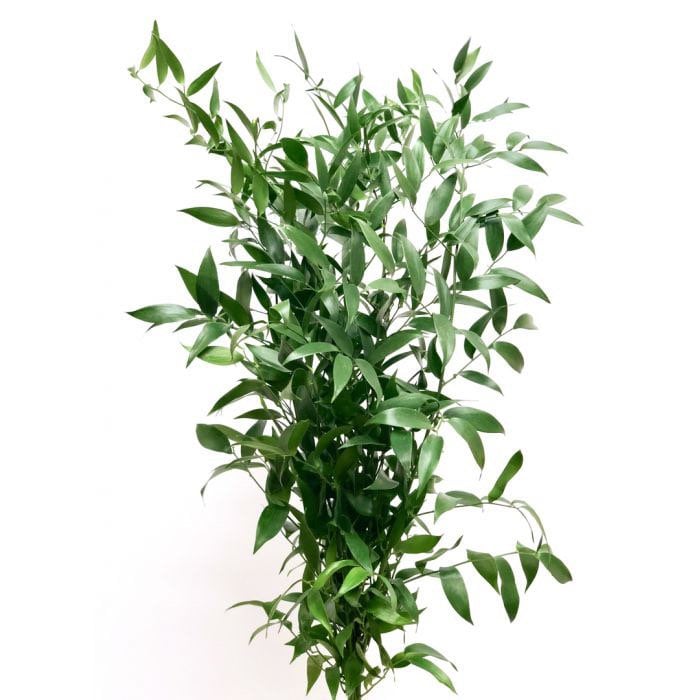 Fresh Italian Ruscus Greenery, California Grown - Etsy