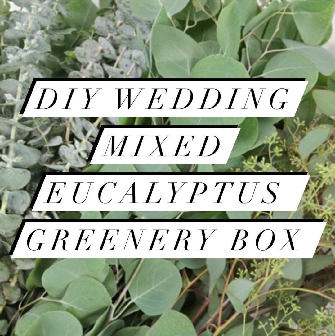 Fresh Mixed Eucalyptus Greenery Box, California Grown - Etsy