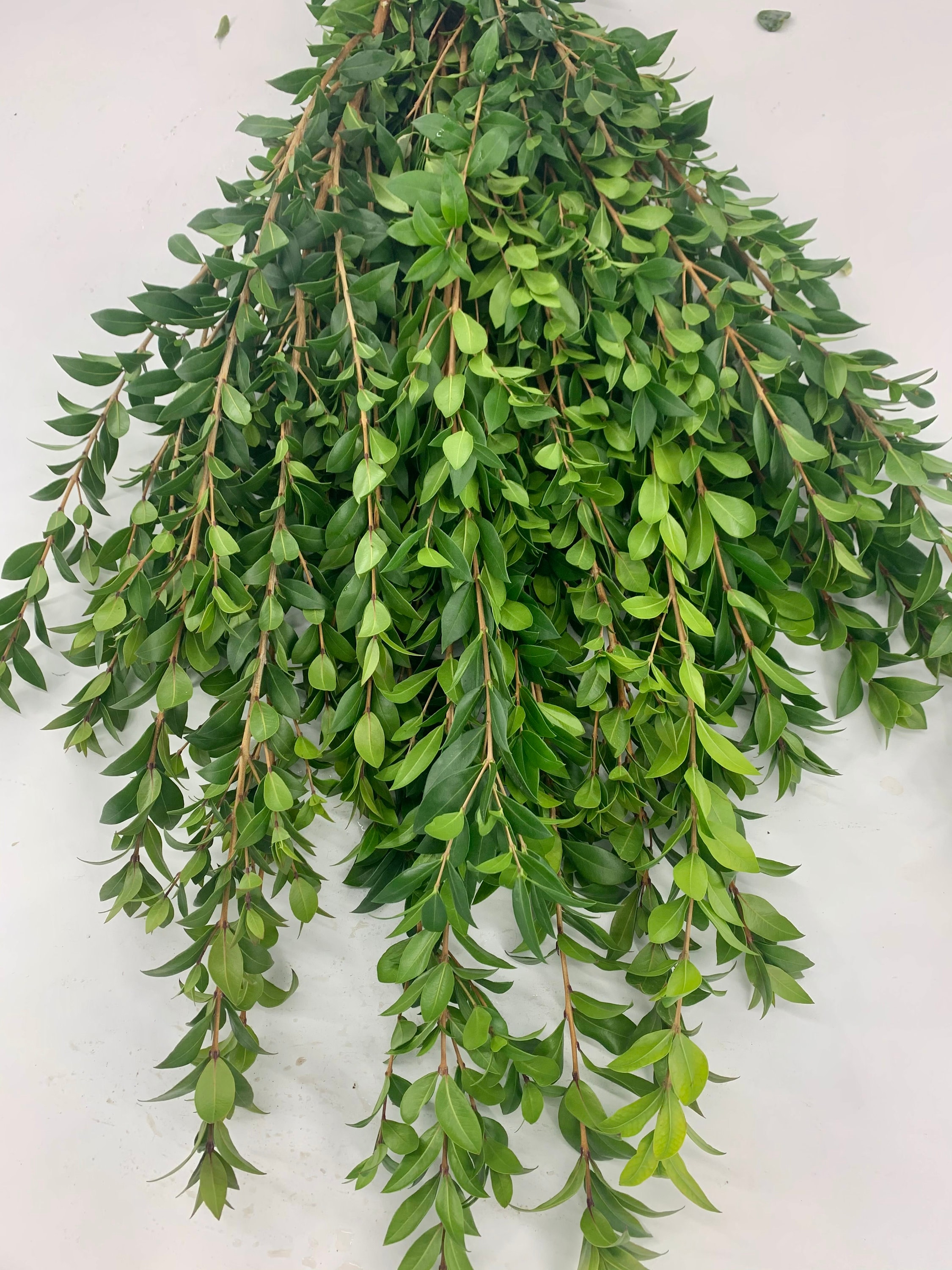 Fresh Myrtle Greenery, Overnight Shipping - Etsy