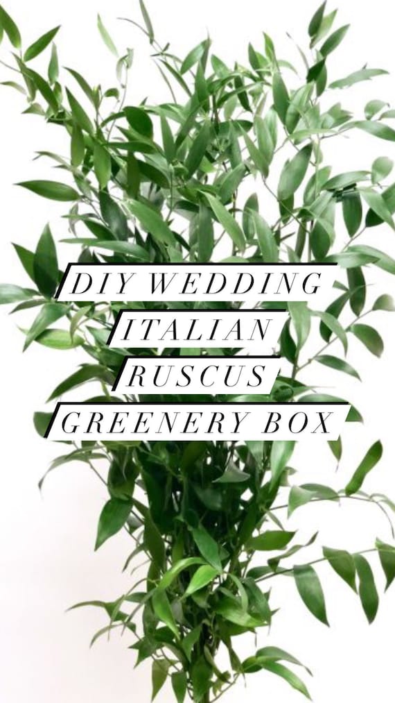 Fresh Italian Ruscus Greenery California Grown | Etsy