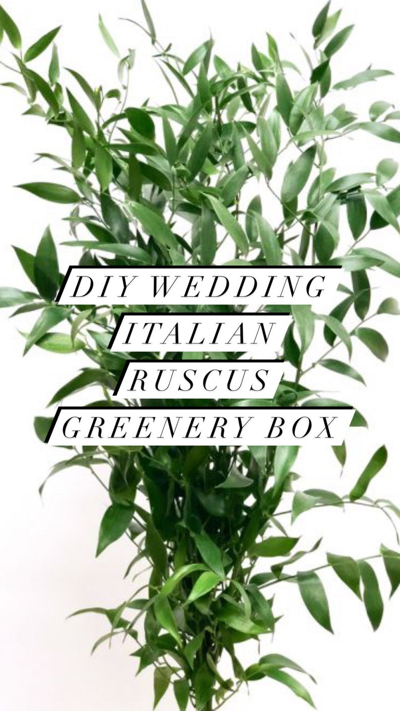 Fresh Italian Ruscus Greenery, California Grown - Etsy