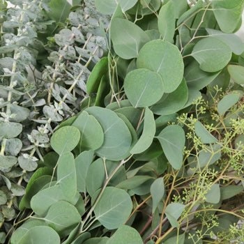 Fresh Mixed Eucalyptus Greenery Box, California Grown - Etsy