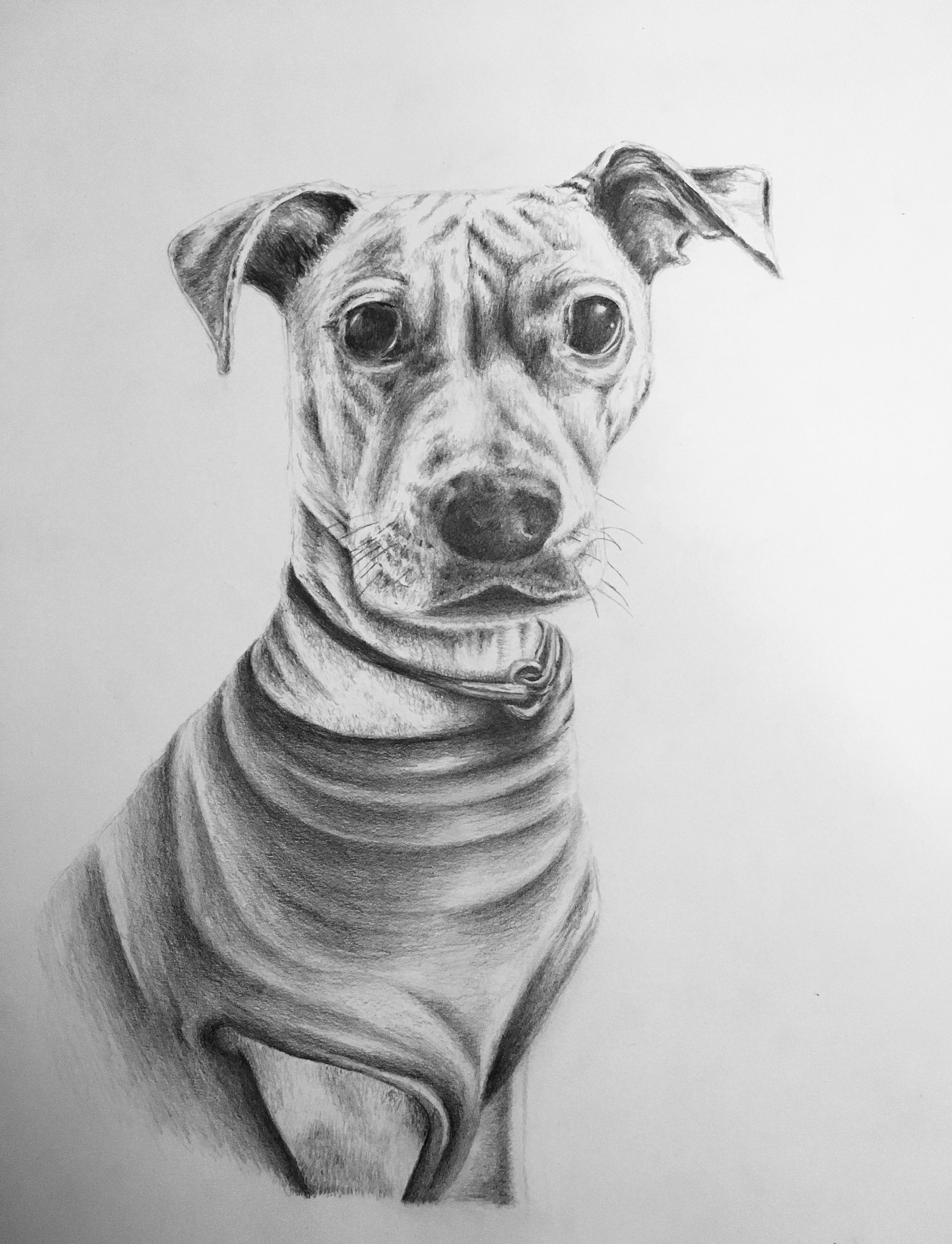 Commissions Personalised Hand Drawn Pet Portraits. Graphite - Etsy