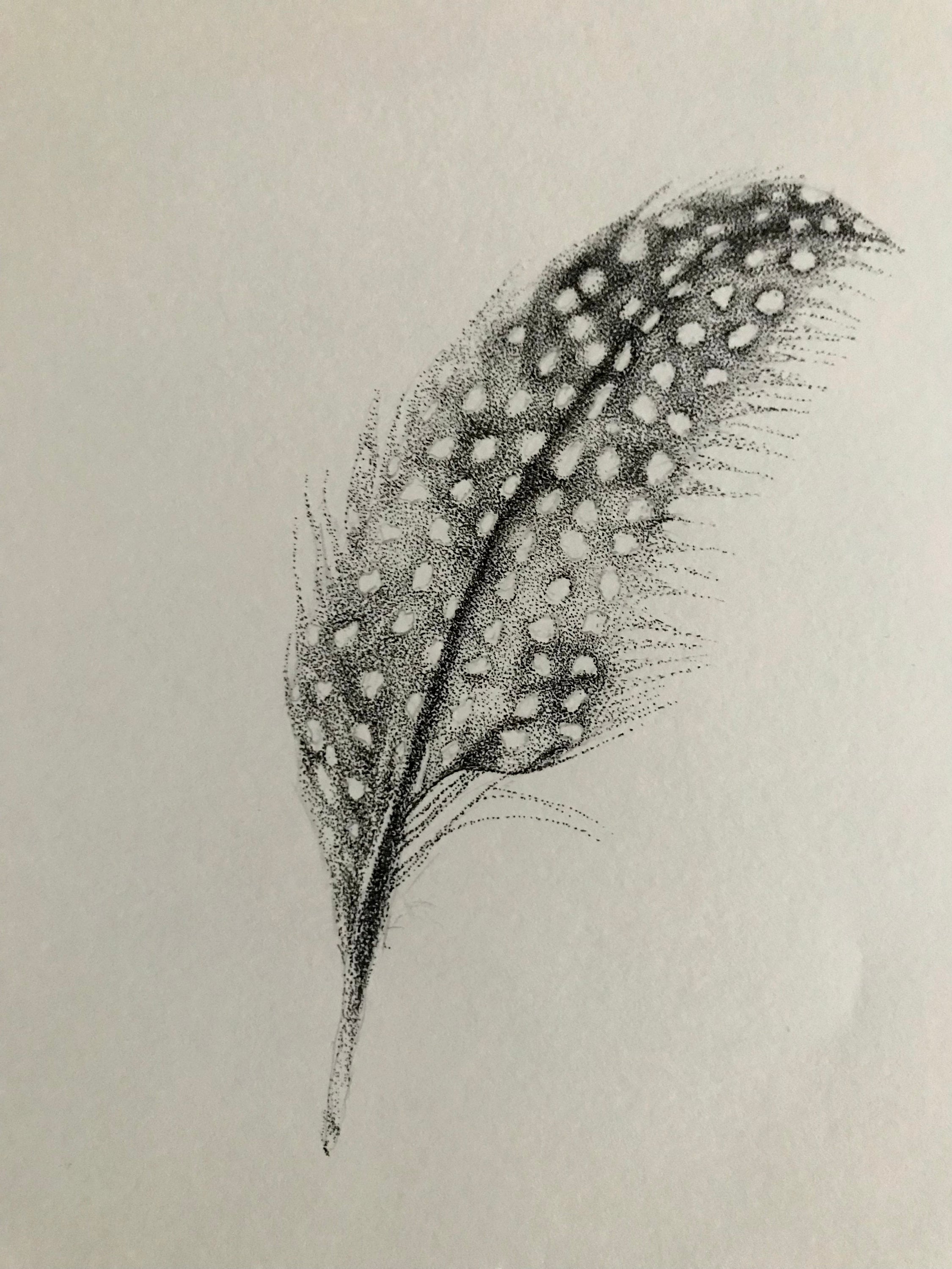 Guinea Fowl Feather - A4 Black and White Original Hand Draw Art, Pen ...