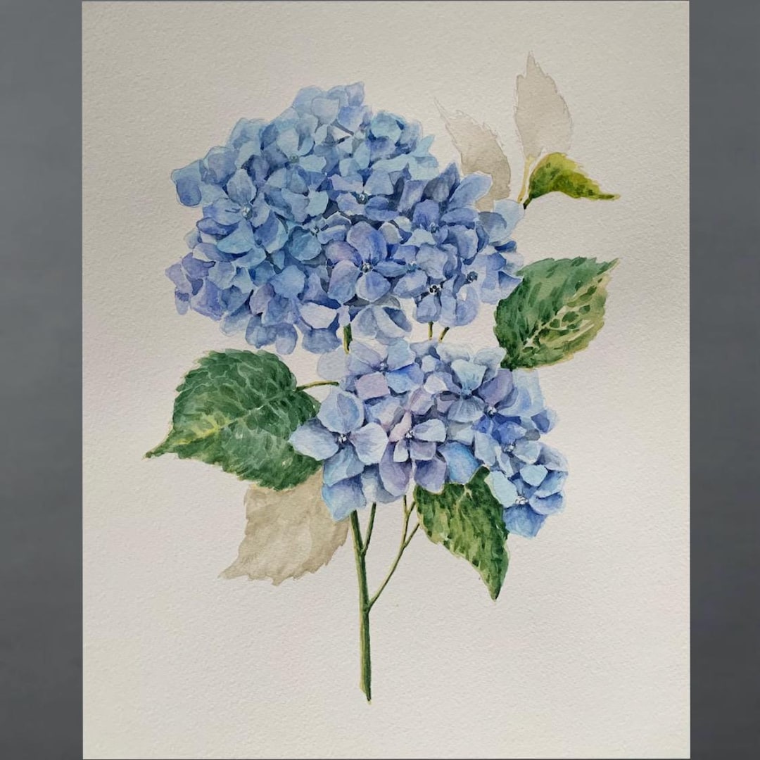 Hydrangea Watercolor Painting Blue Hydrangeas Art Floral Botanical Art ...