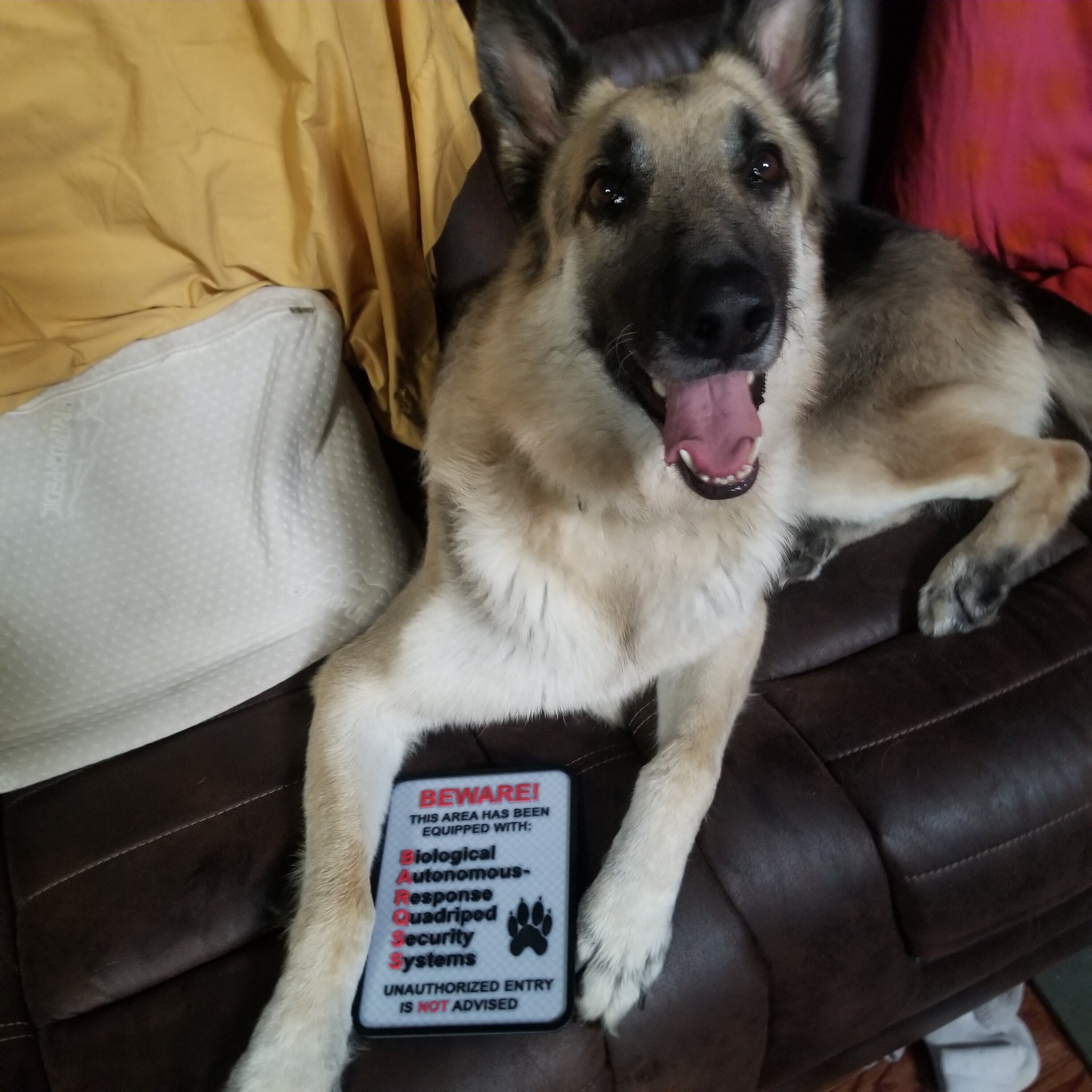 BEWARE of Dog Sign K9 B.A.R.Q.S.S. - Etsy