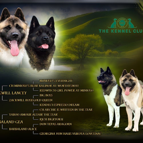 CUSTOM Graphic Design for Breeders Stud Dog Planned Litter - Etsy