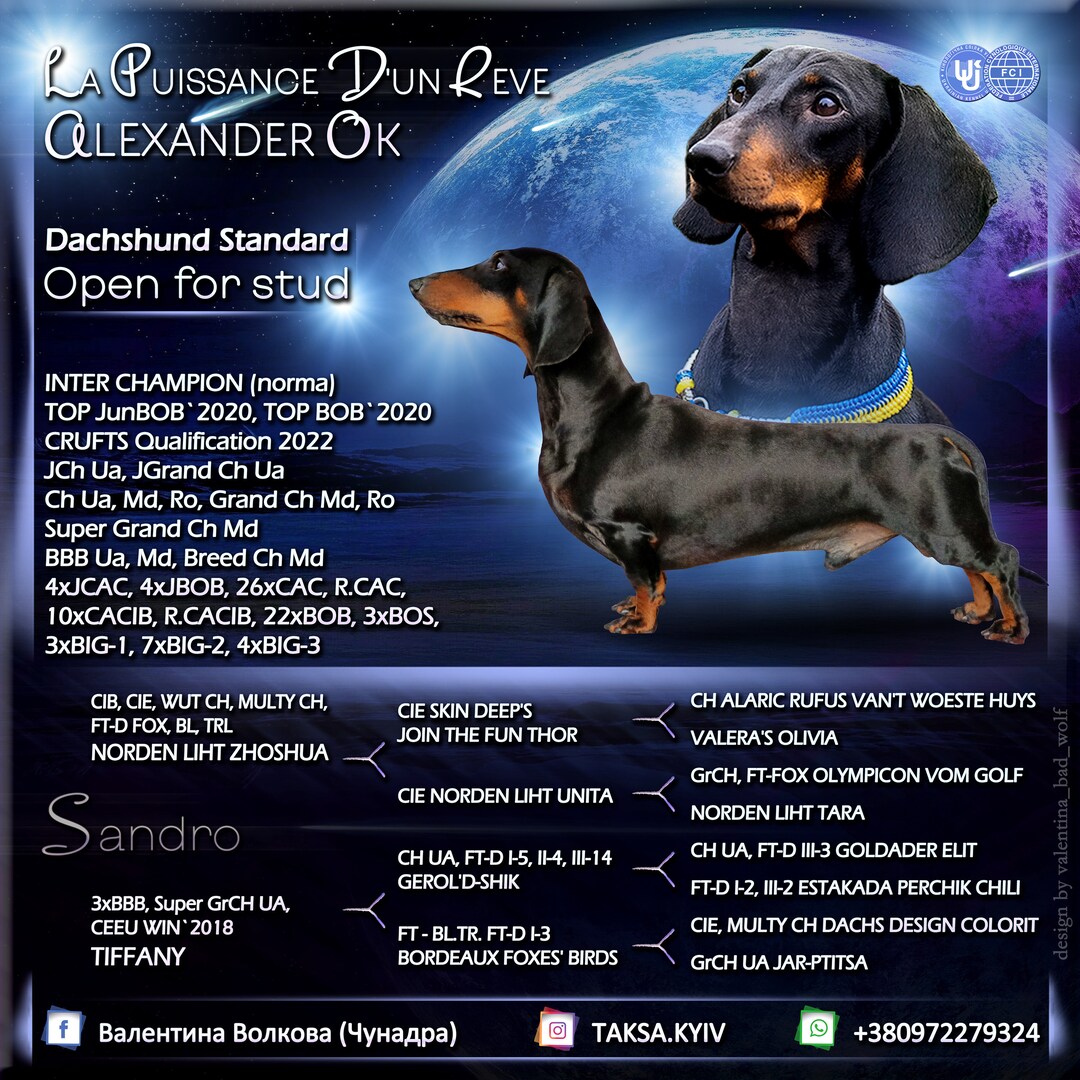 Dog Design Design for Dogs Breeder Breeders Stud Dog Presentation ...