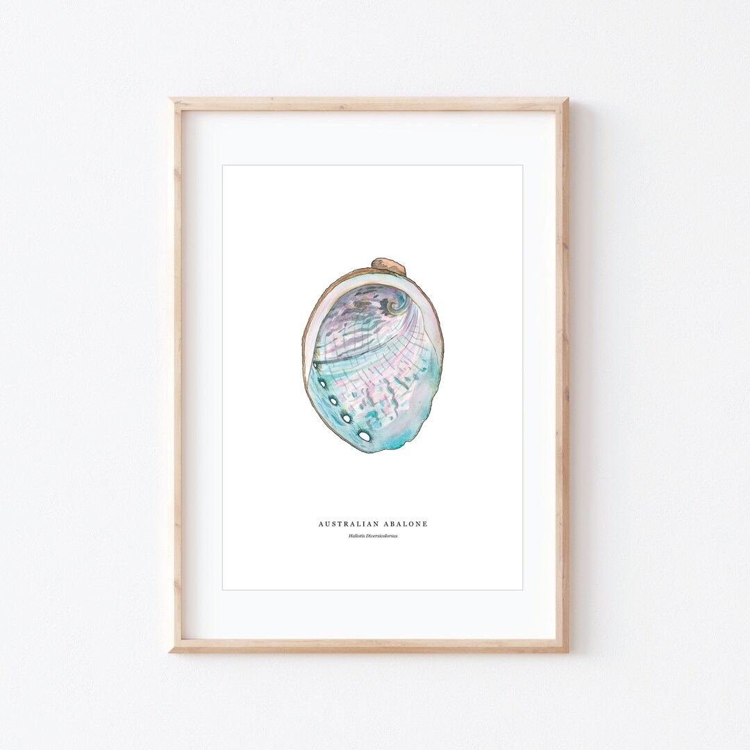 Australian Abalone, Seashell Artwork, Abalone Shell, Beach Wall Art ...