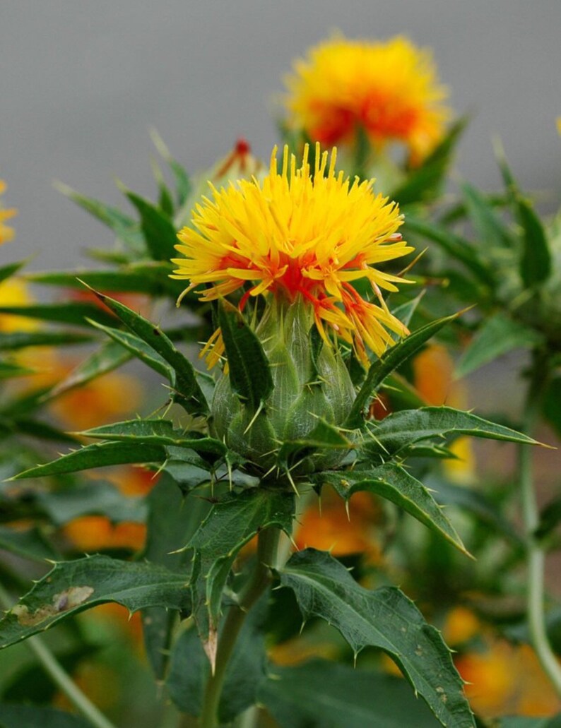 Safflower 50 Seeds - Etsy