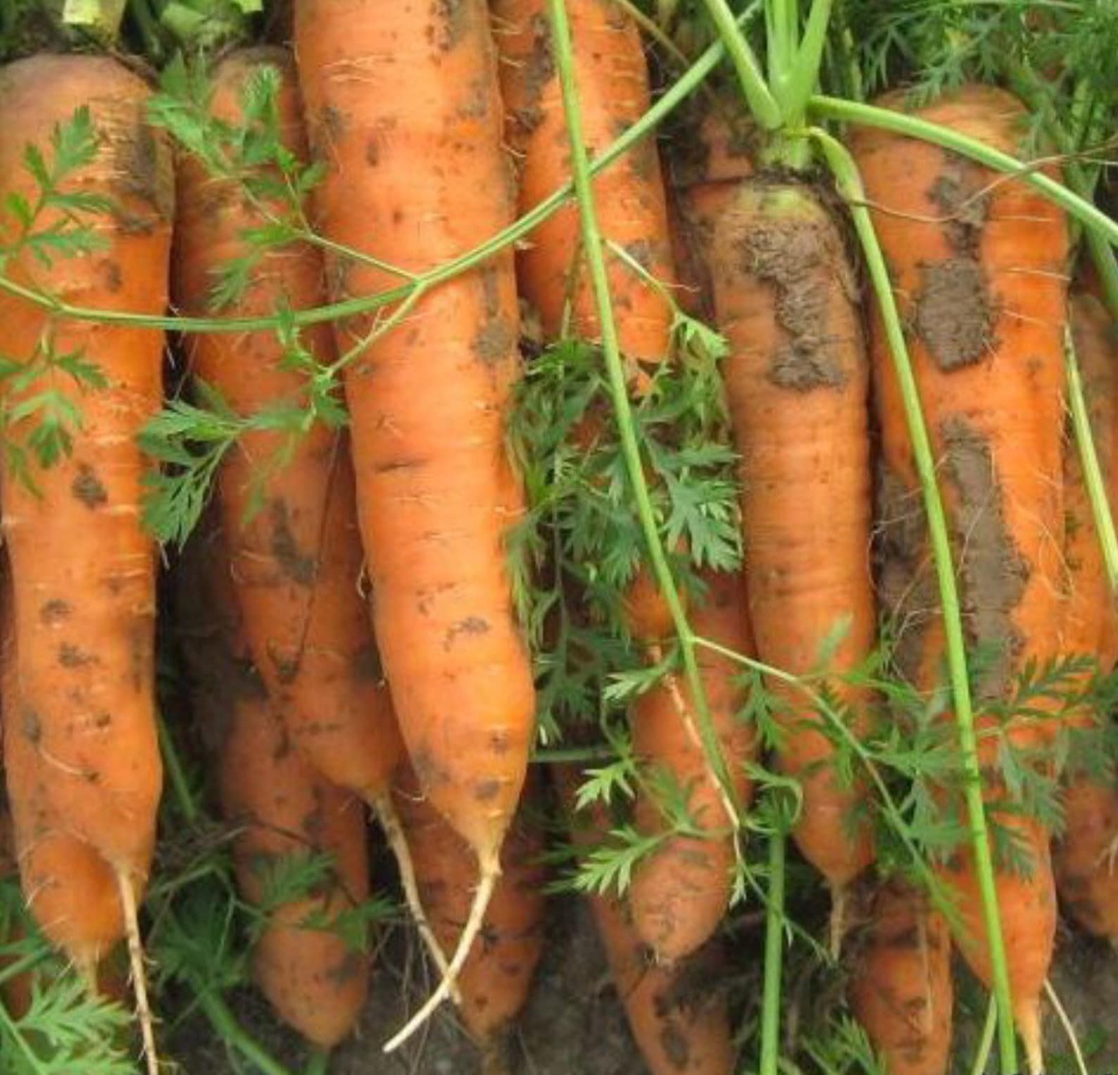 New Kuroda Carrot 100 Seeds - Etsy