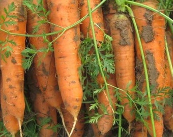 Shin Kuroda Carrot Seeds 500 Asian Vegetable Garden NON-GMO USA - Etsy