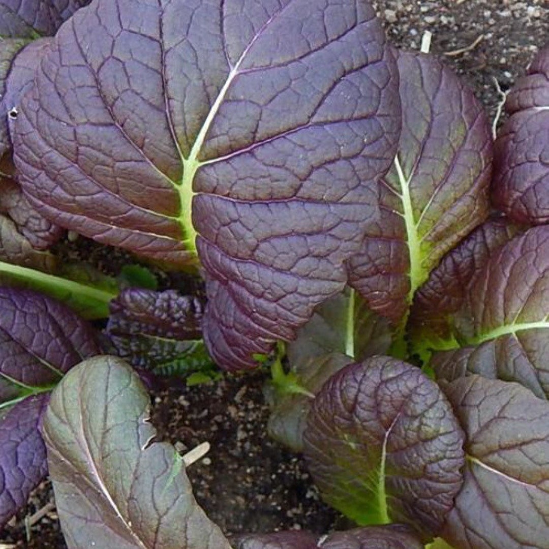 Mustard Osaka Purple 200 Seeds - Etsy