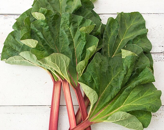 Victoria Rhubarb Seeds - Etsy