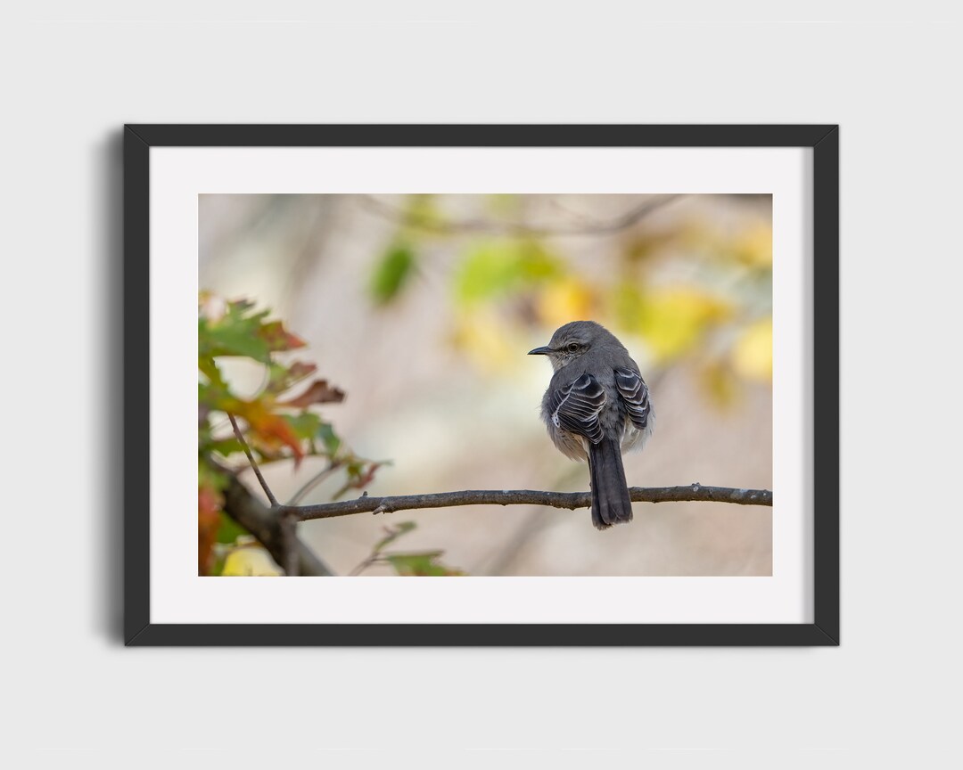 Printable Wall Art | Bird | Mockingbird | Digital Print | Nature ...