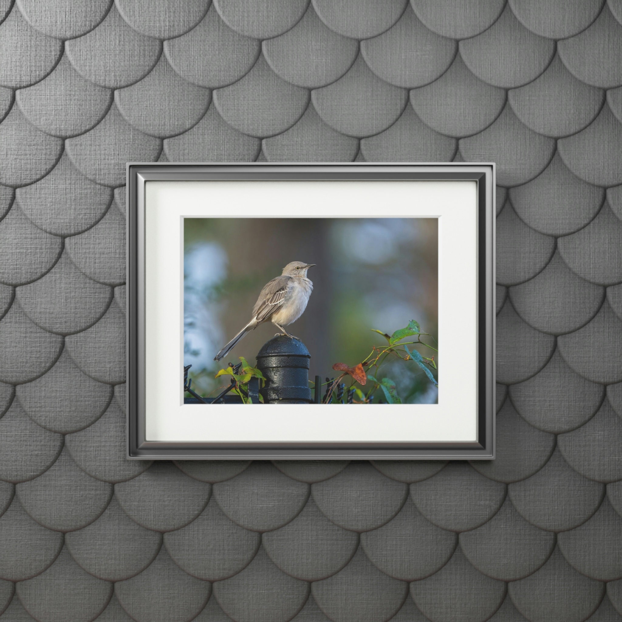 Northern Mockingbird Fine Art Print passepartout Paper Frame Nature ...