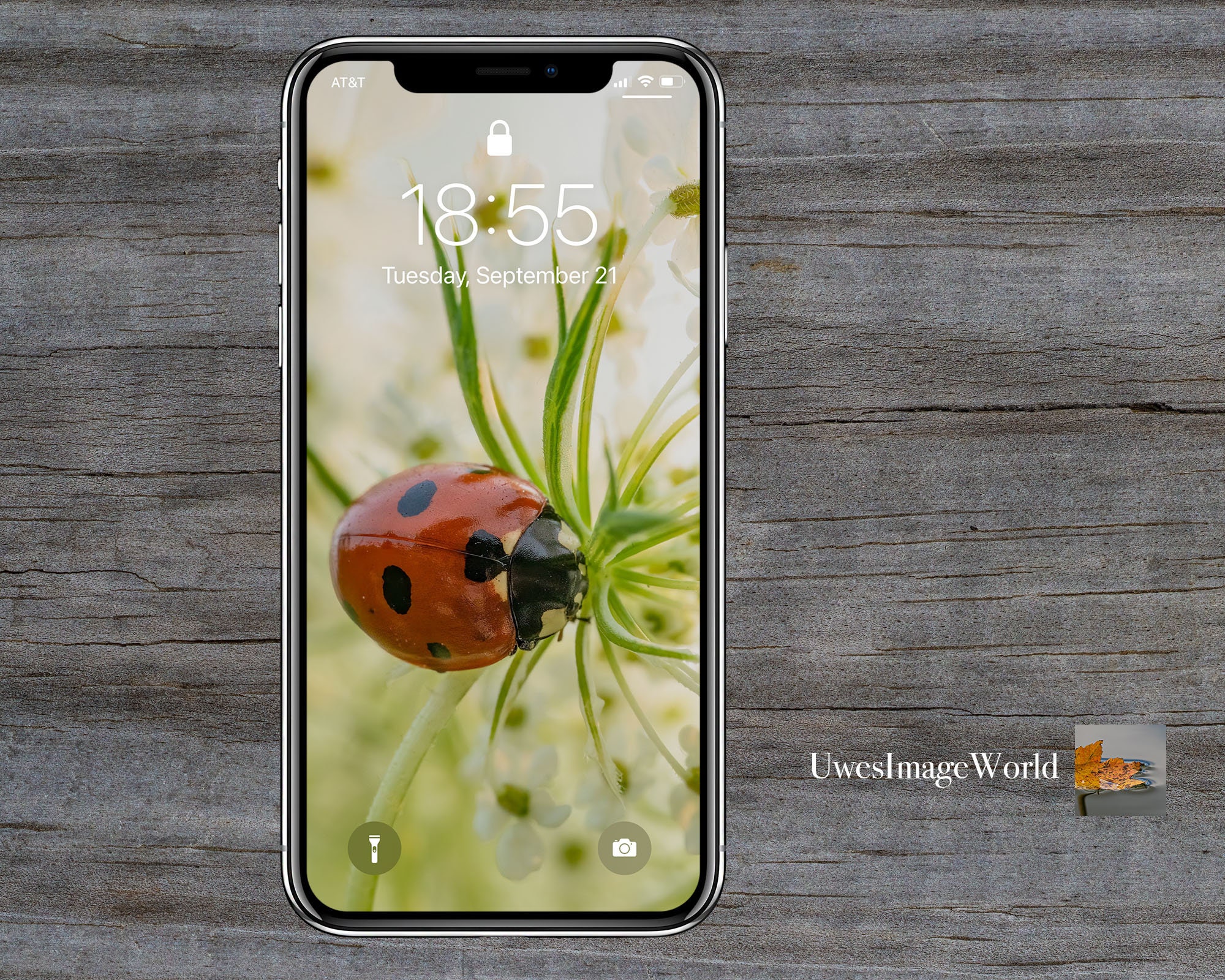 Ladybug Photo Cell Phone Wallpaper iPhone Wallpaper - Etsy