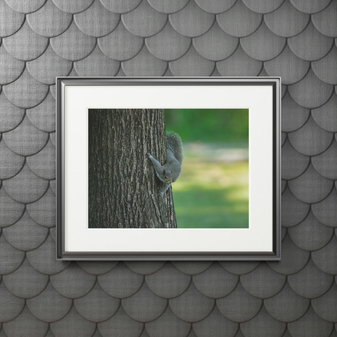 Squirrel Fine Art Print (passepartout Paper Frame) | Nature Photography ...