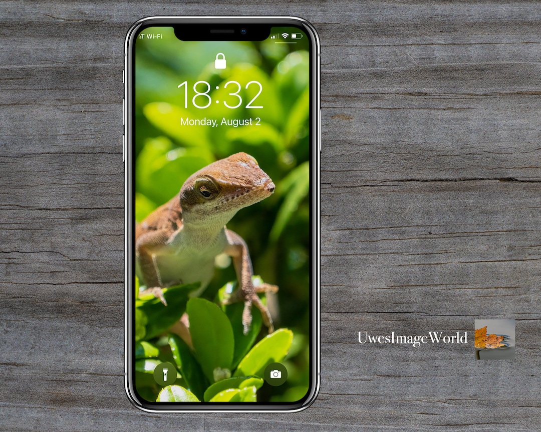 Small Lizard Photo Cell Phone Wallpaper | iPhone Wallpaper | Android ...