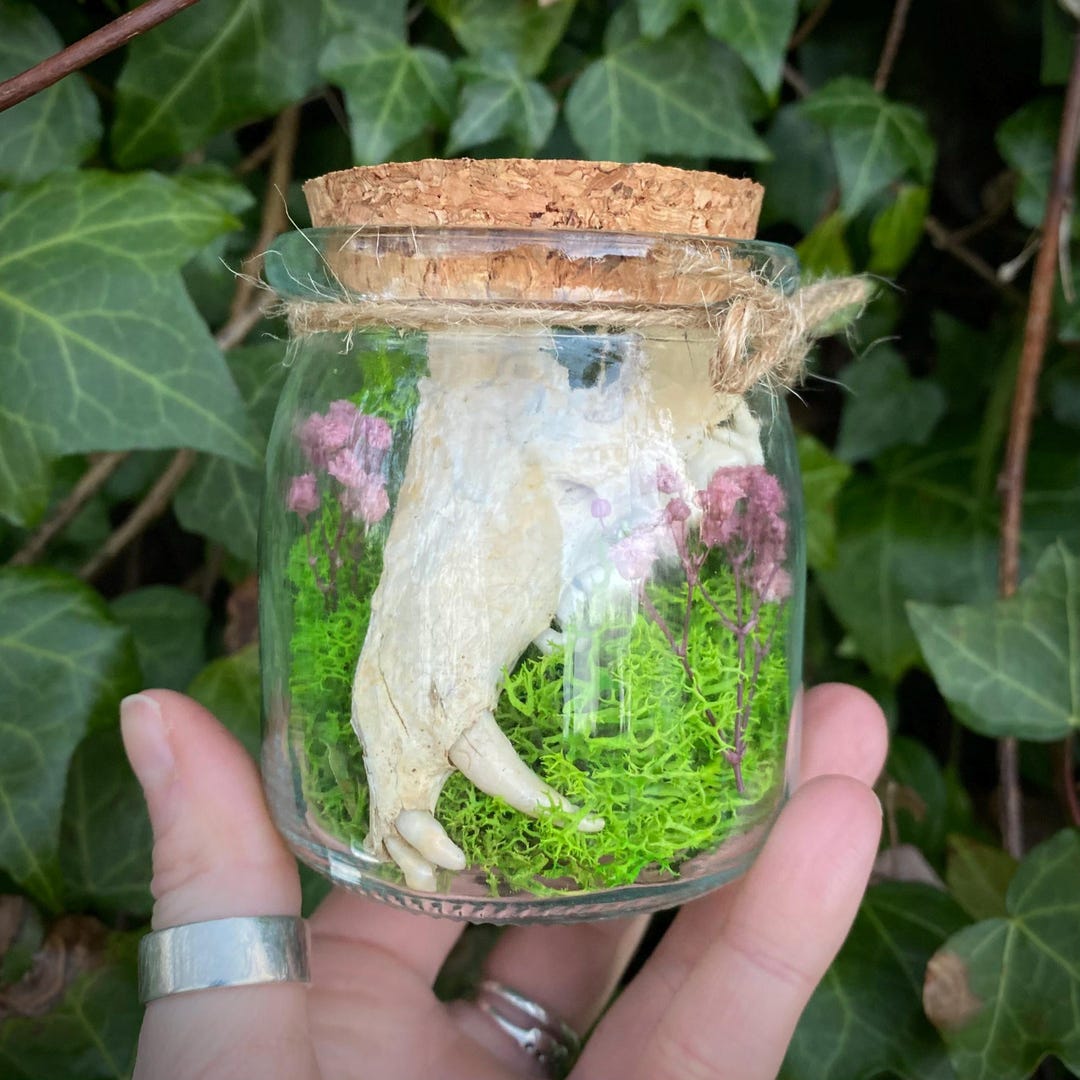 Real Fox Skull Piece, Preserved Moss & Dried Flower Jar - Etsy
