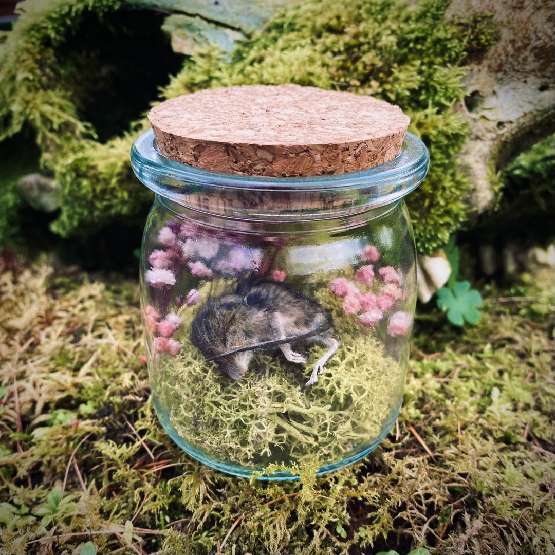 Mummified Baby Mouse and Moss Curio Jar With Dried Flowers - Etsy