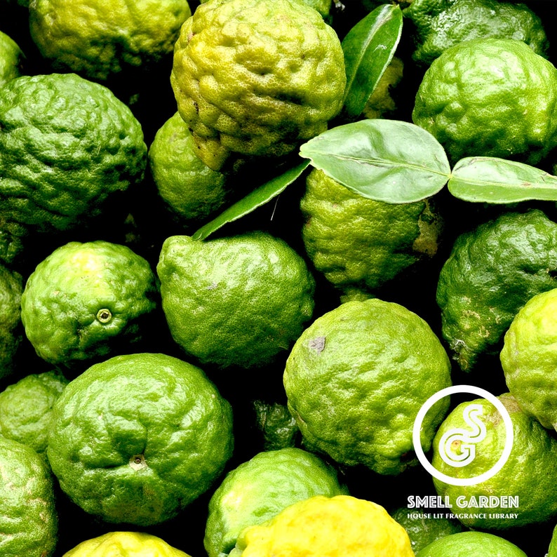 Organic Bergamot Essential Oil Citrus Bergamia 100 Pure And Uncut