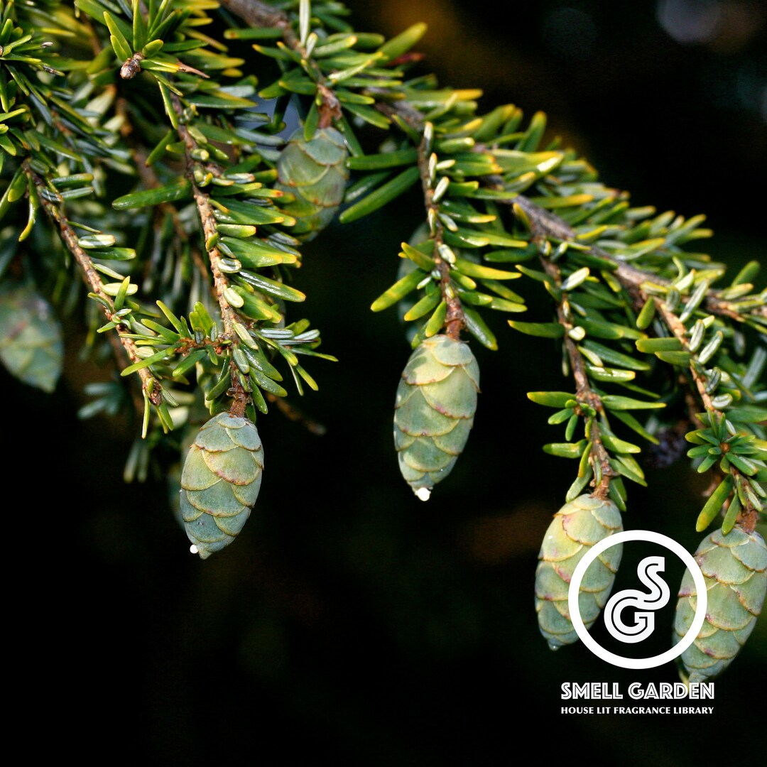 Blue Hemlock Spruce Essential Oil (tsuga Canadensis), 100% PURE & Uncut ...