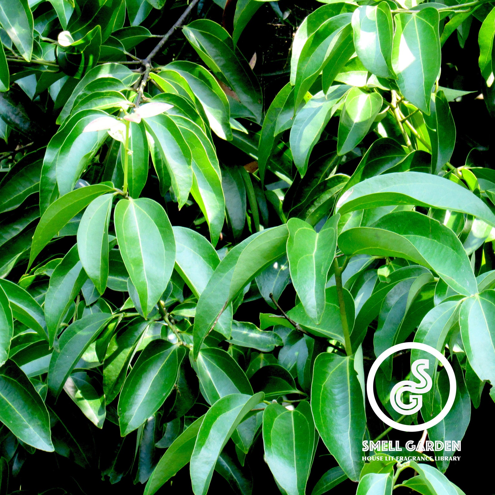 Aceite esencial de hoja de canela (cinnamomum verum), 100% PURO & UNCUT ...