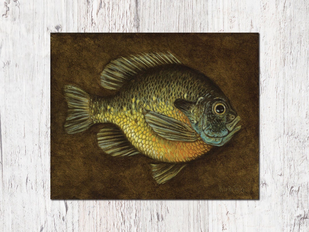 Bluegill II - 10"x8" Fine Art Print - Etsy