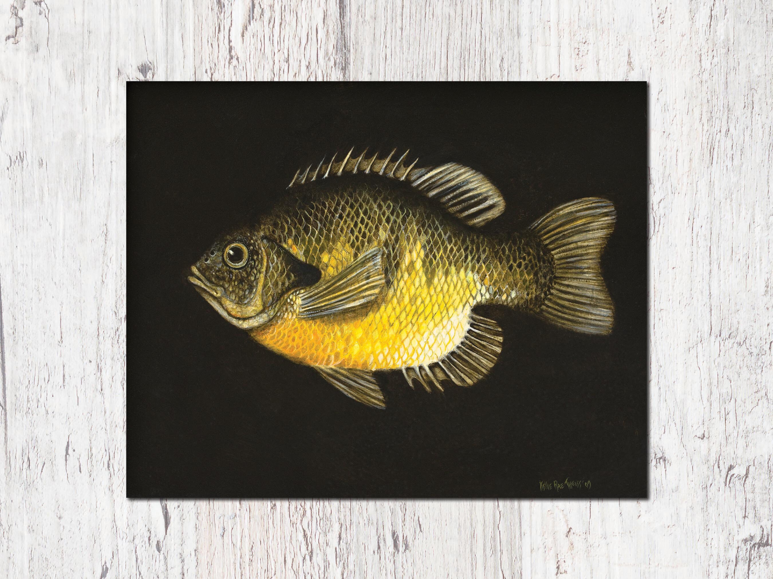 Bluegill I - 10"x8" Fine Art Print - Etsy