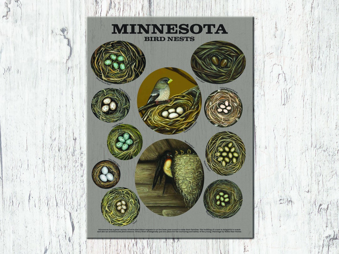 Minnesota Bird Nests 18"x24" Poster - Etsy