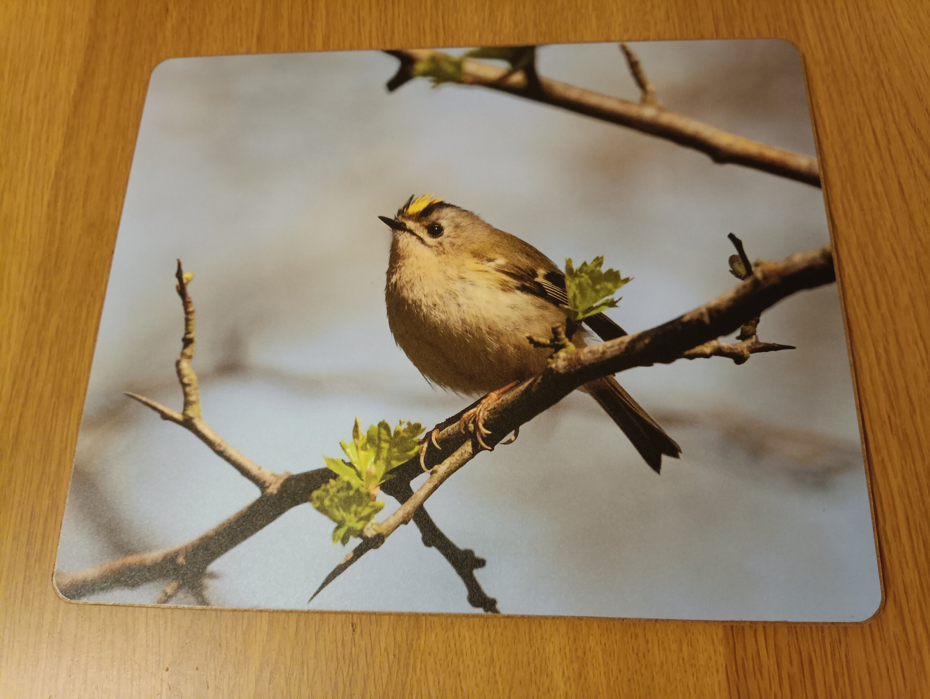 British Garden Birds Placemat Sets - Etsy UK