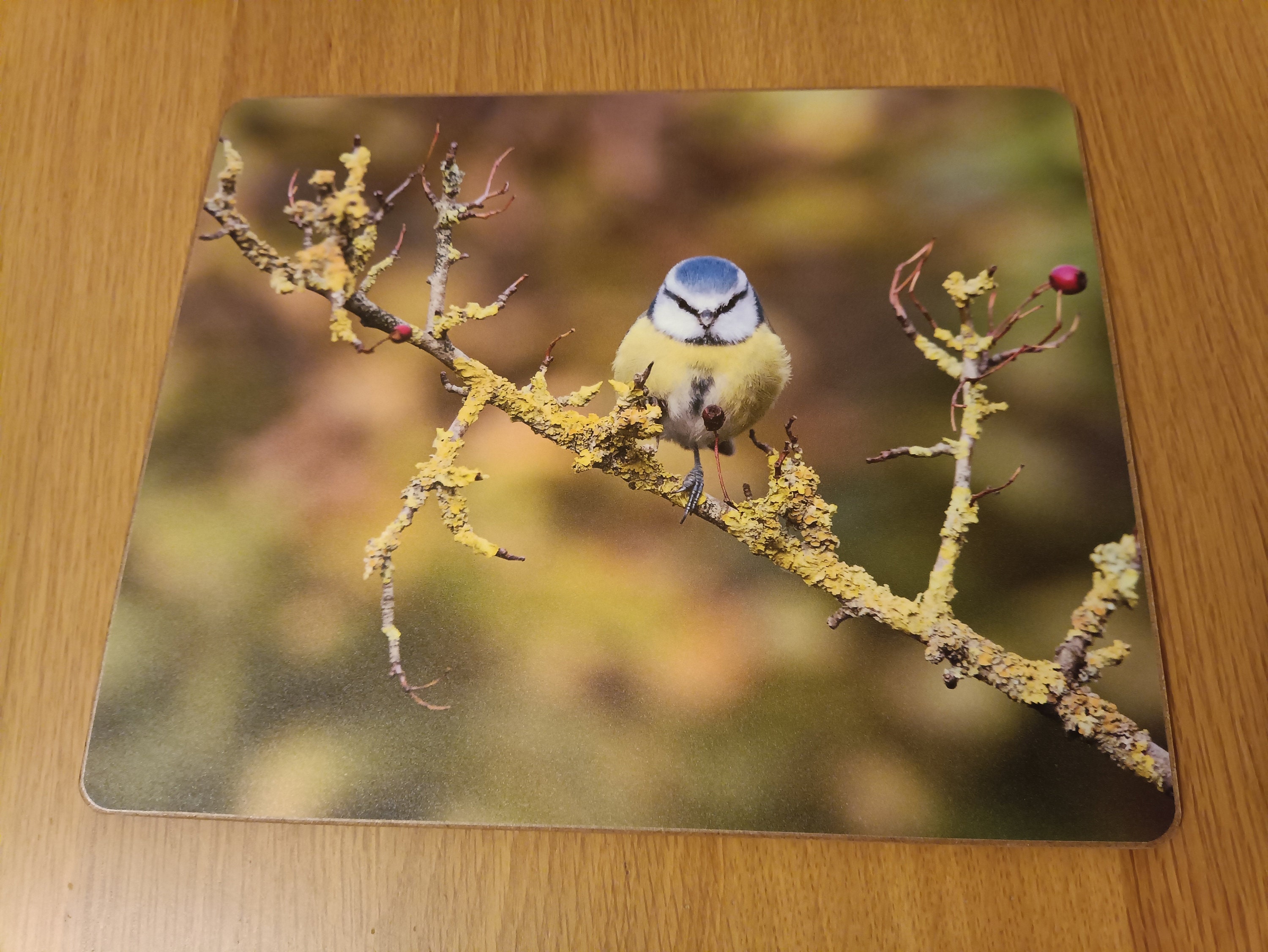 British Garden Birds Placemat Sets - Etsy UK