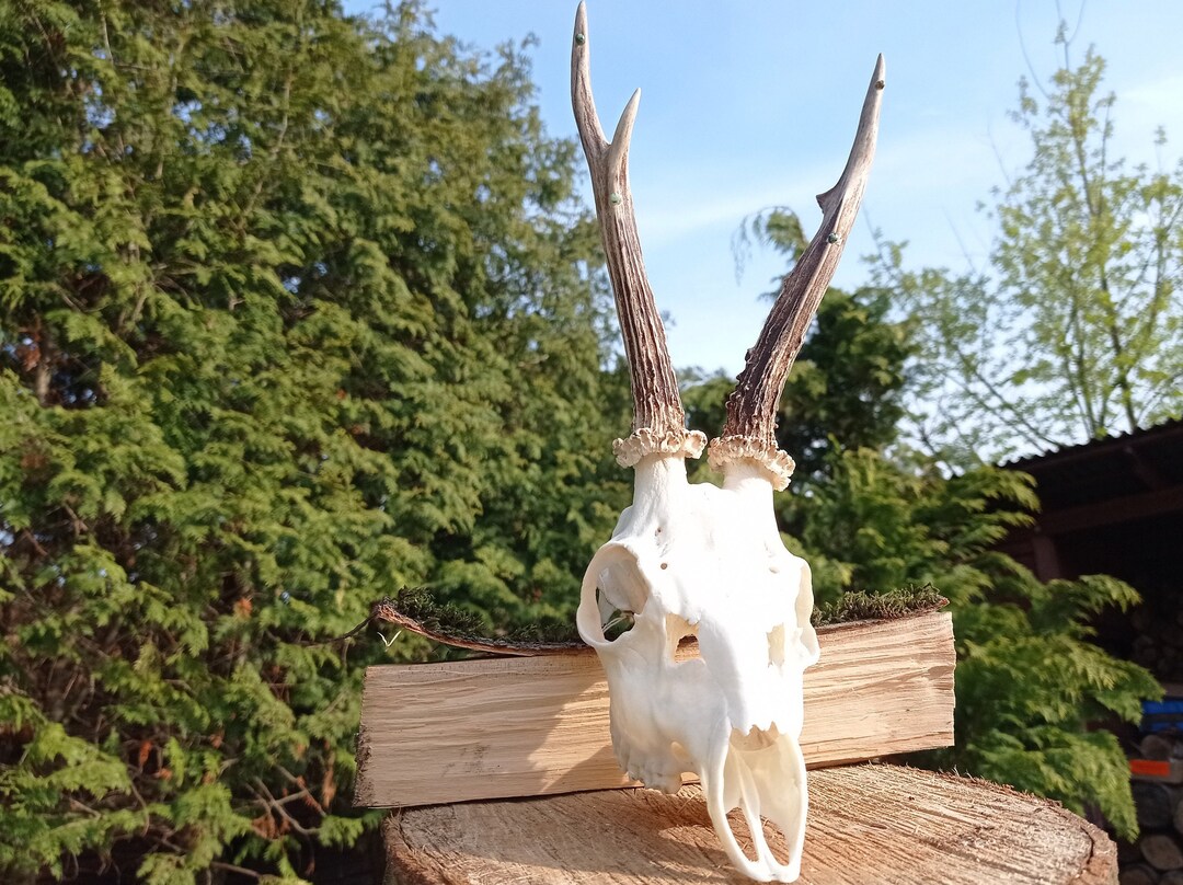 Turquoise Gemstone Roe Deer Skull | European Roe Deer Gemstone | Real ...