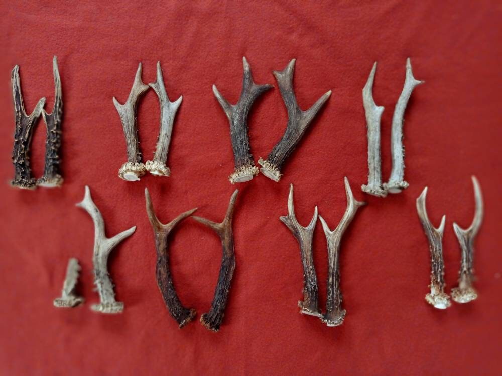 Real Roe Deer Antlers Real European Roe Deer Antlers | Etsy